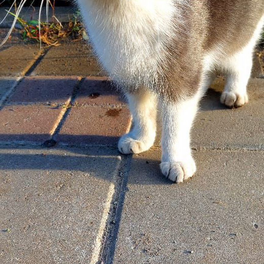 Кошечка в добрые руки