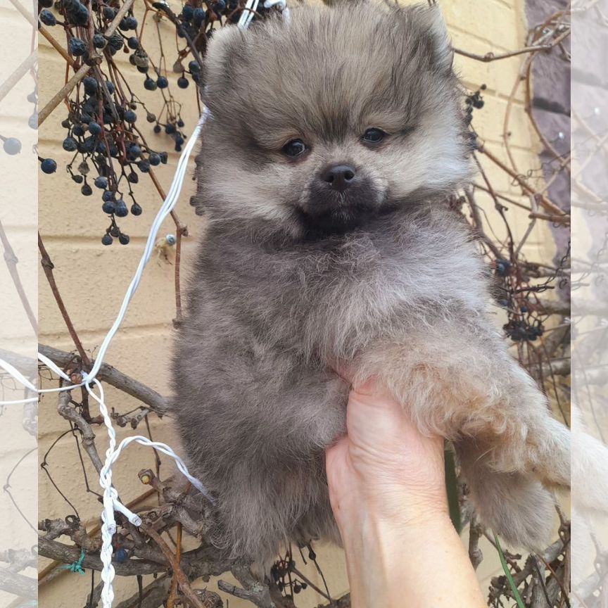 Немецкий шпиц, щенок