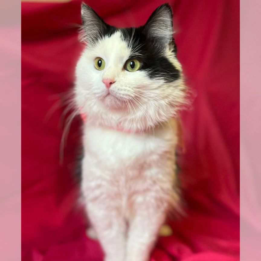 Взрослый кот в добрые руки