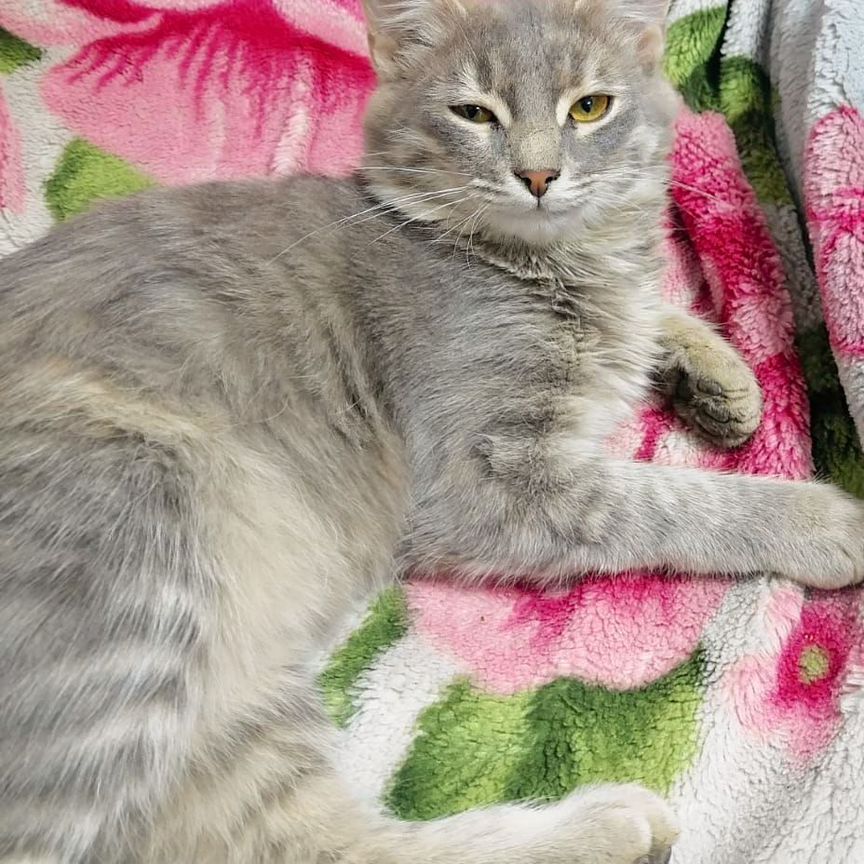 Домашние животные котята бесплатно