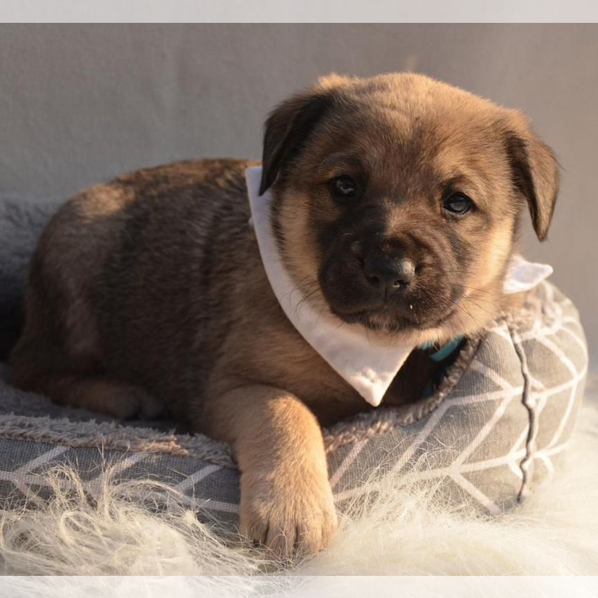 Щенок в добрые руки