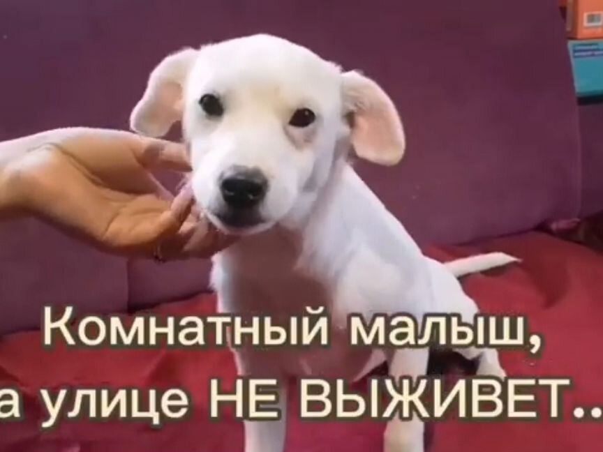 Щенок ищет семью