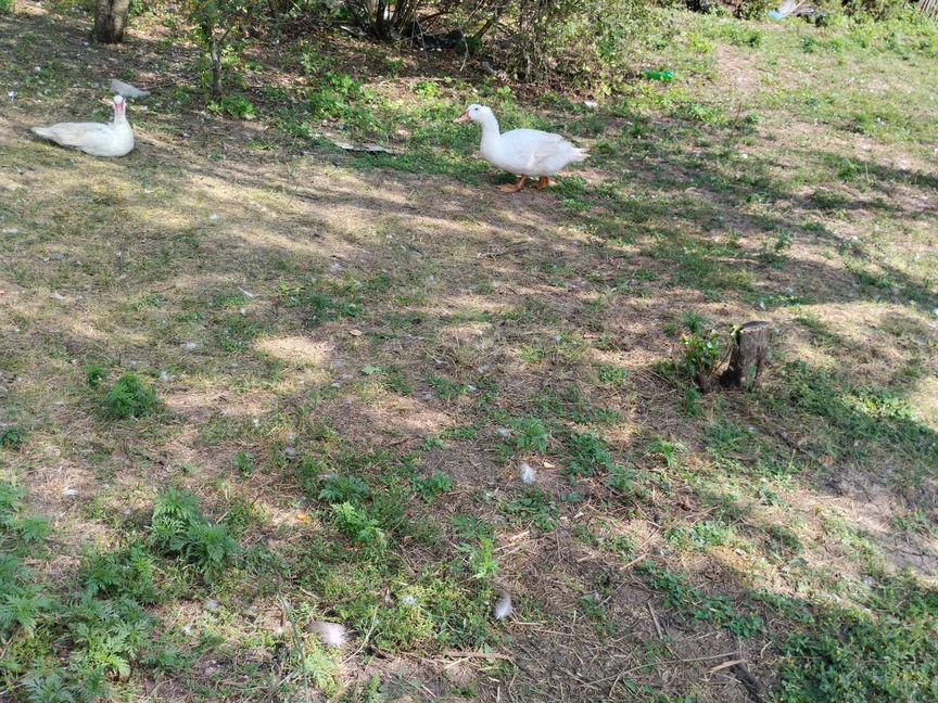 Утка мулард шипун и ст