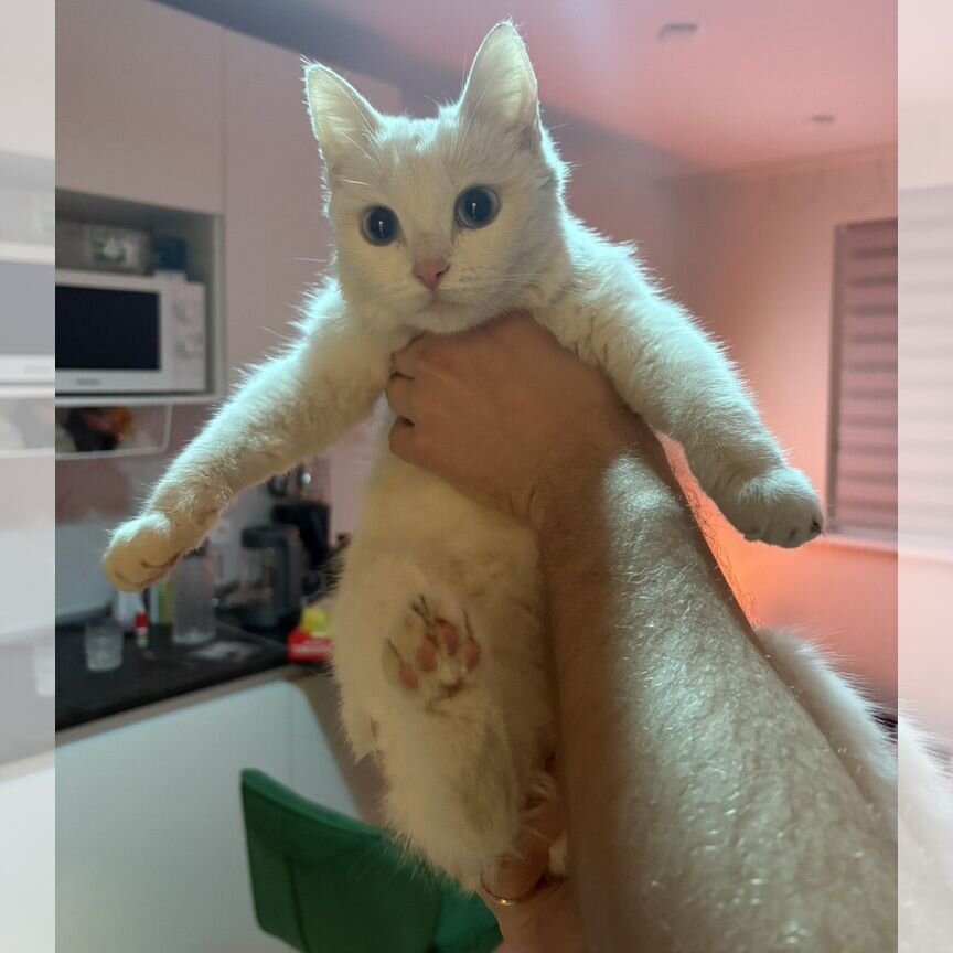 Турецкая ангора котёнок