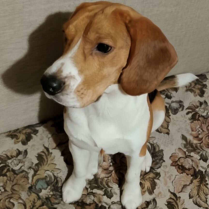 Бигль, взрослая собака