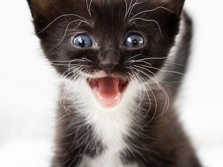 Голодный котенок вылез из полвала