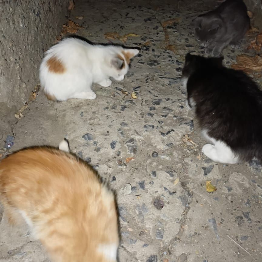 Котята в добрые руки