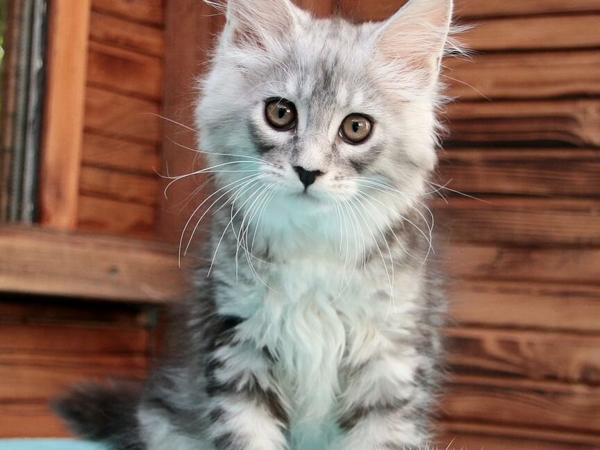 Серебряная кошка