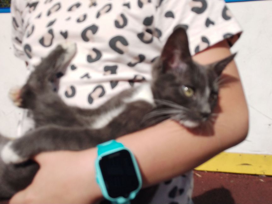Серо белый котенок