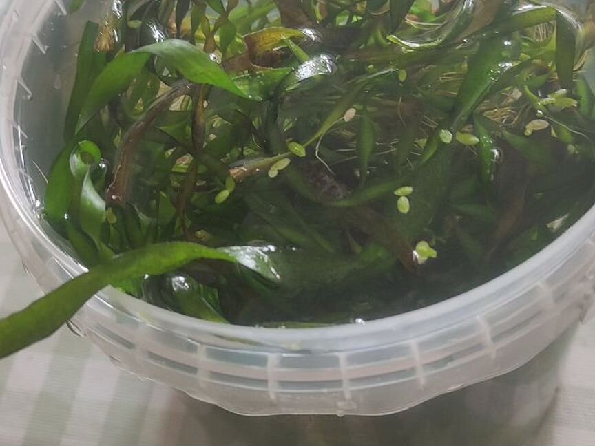 Излишки аквариумных растений