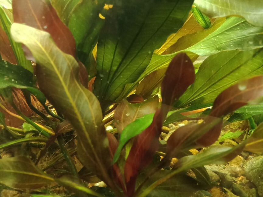 Эхинодорус Синусоид