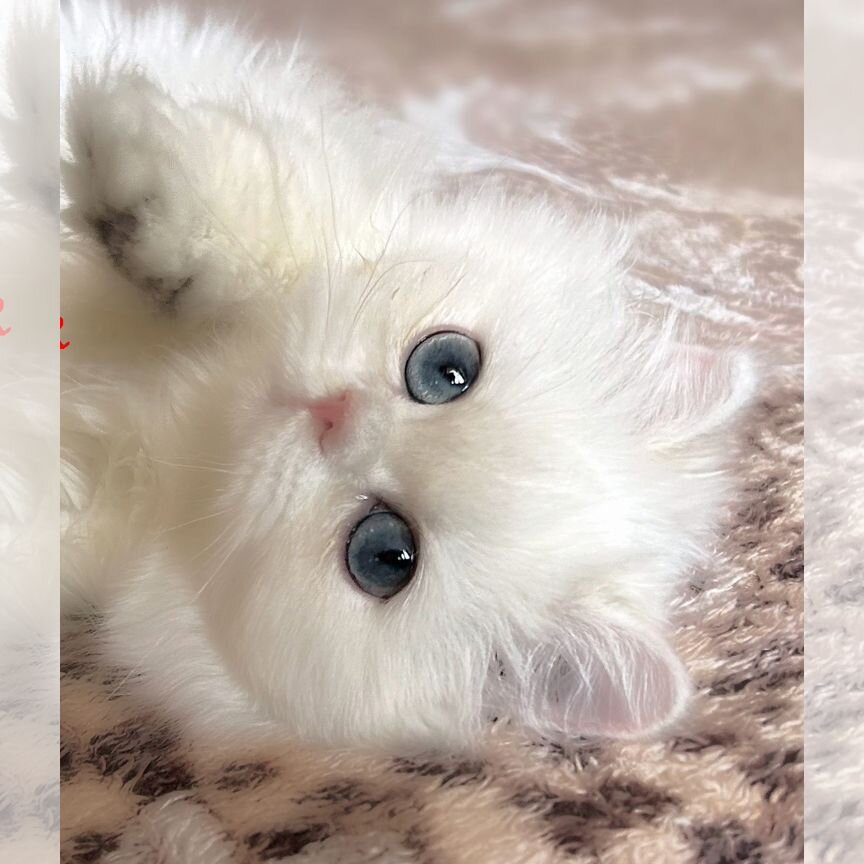 Британский длинношёрстный котёнок