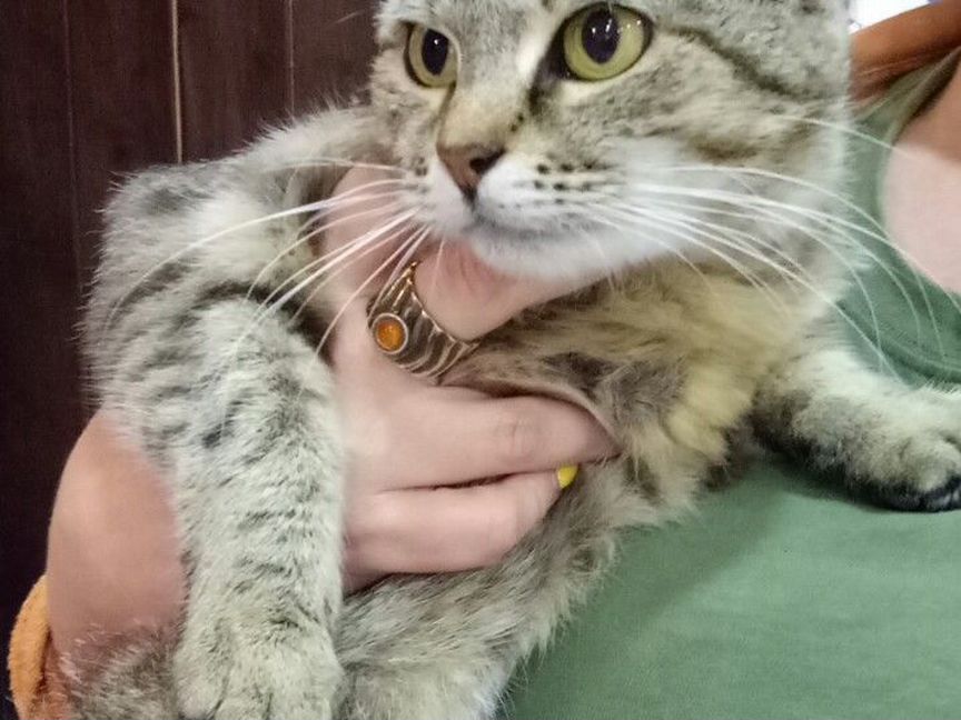 Кошечка Стешенька ищет хороших хоязев