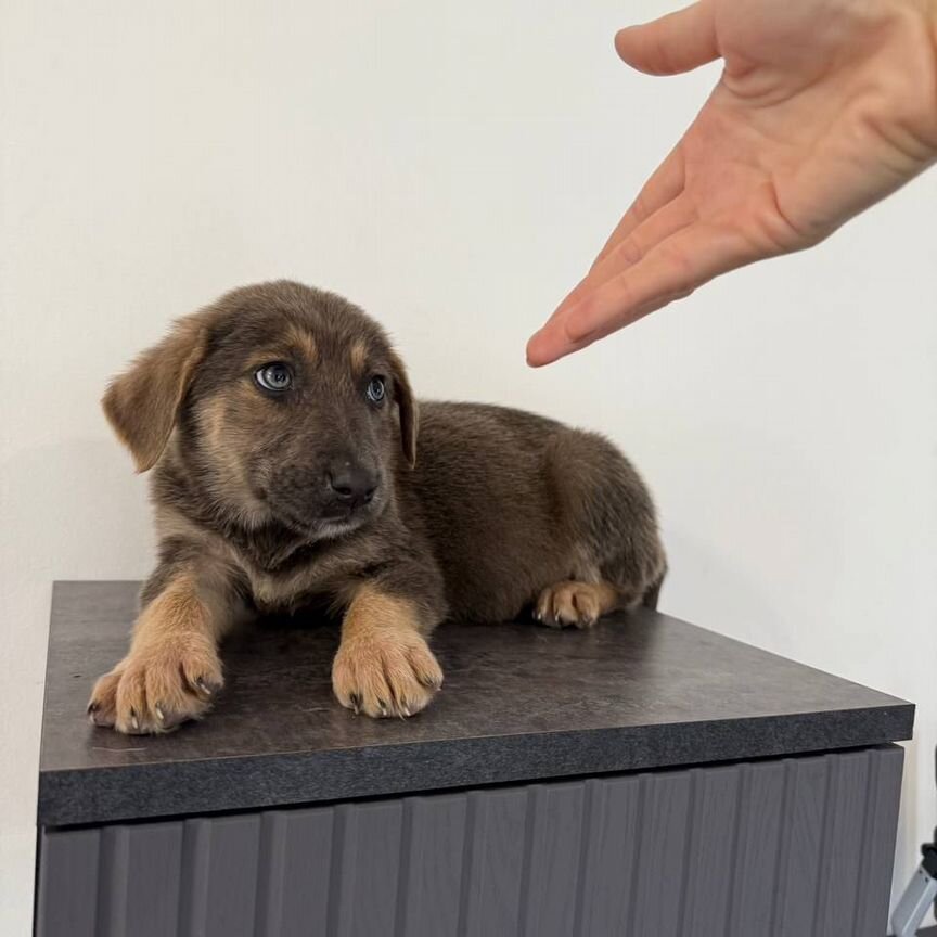 Девочка щенок ищет дом. Бесплатно