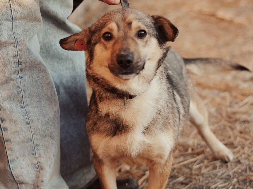 Собака из Бурятии ищет любящую семью