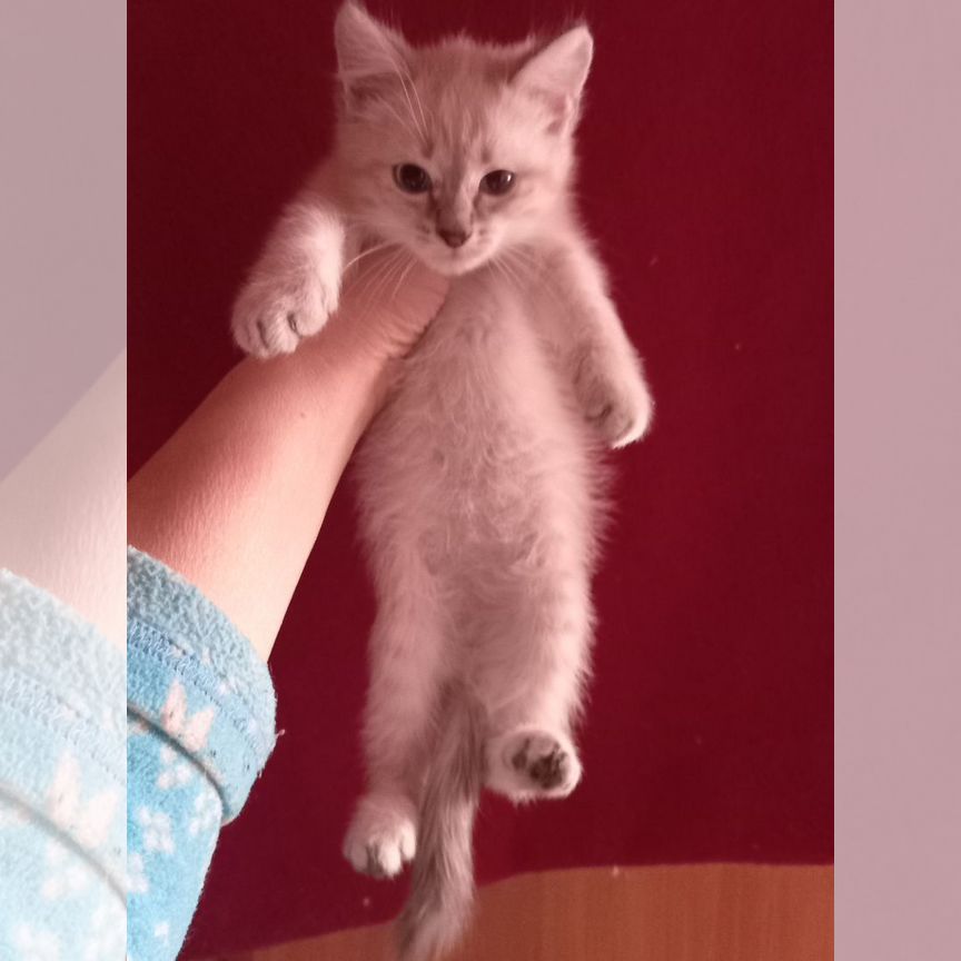 Невская маскарадная