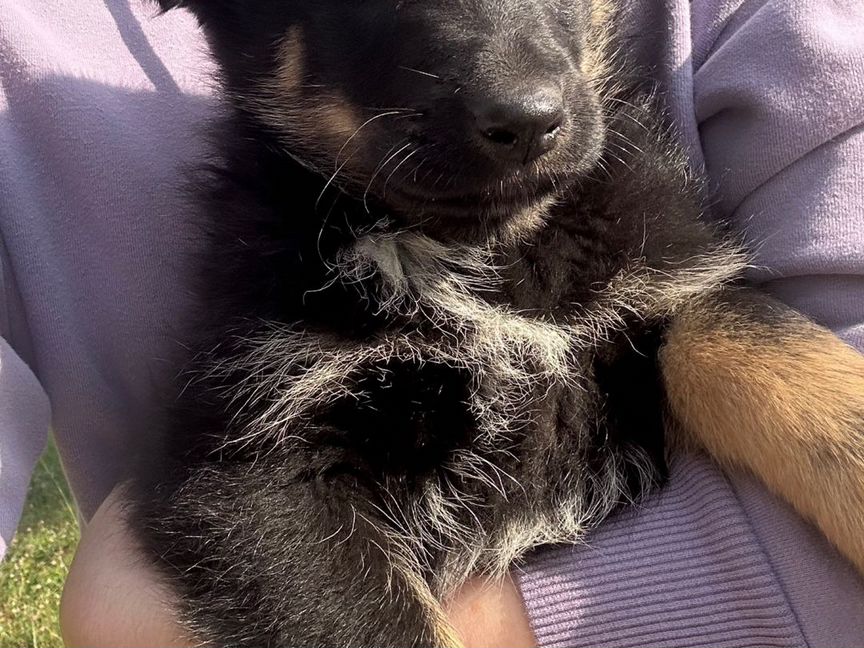 Собака в добрые руки собака бесплатно