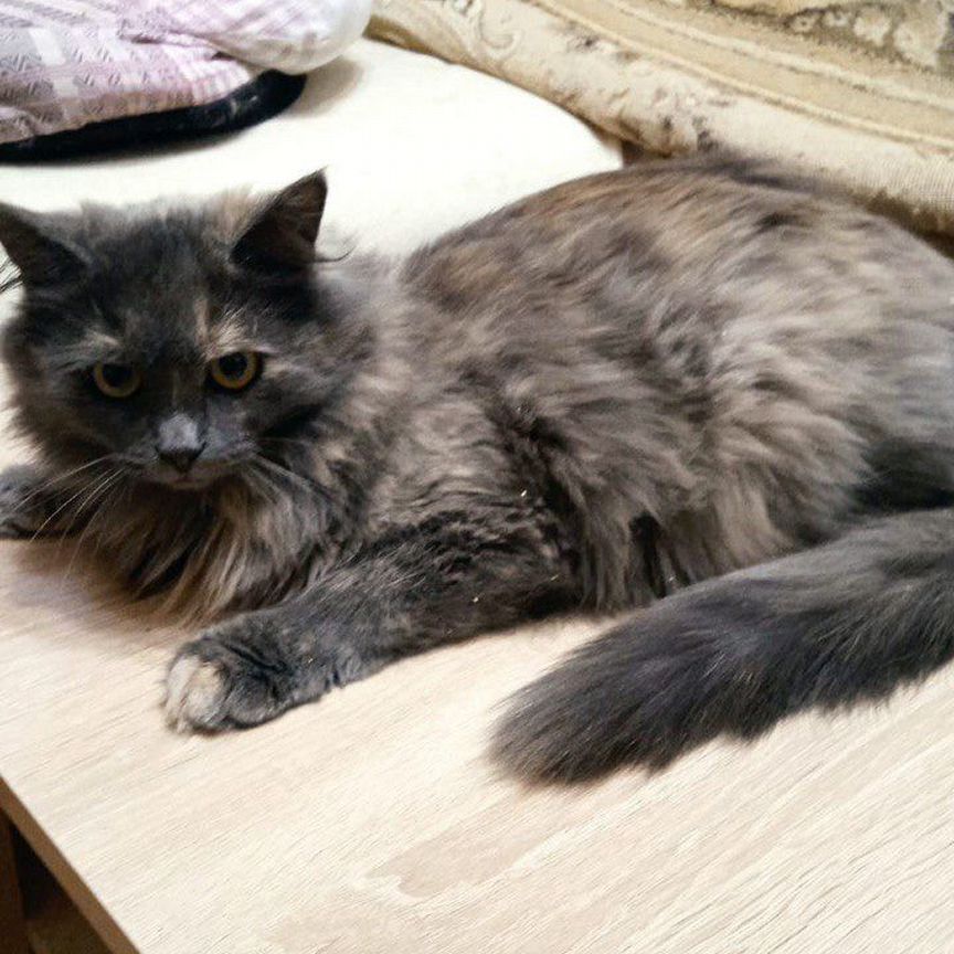 Ласковая дымчатая кошка в дар