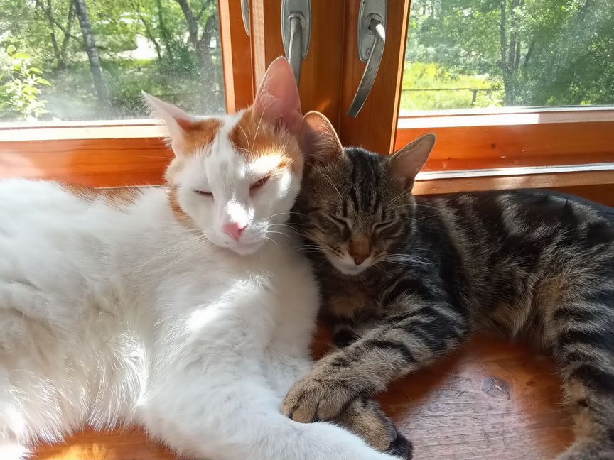 Кот и котенок, друзья