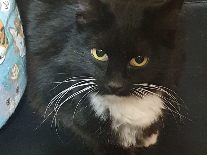 Красавица-кошка в добрые руки