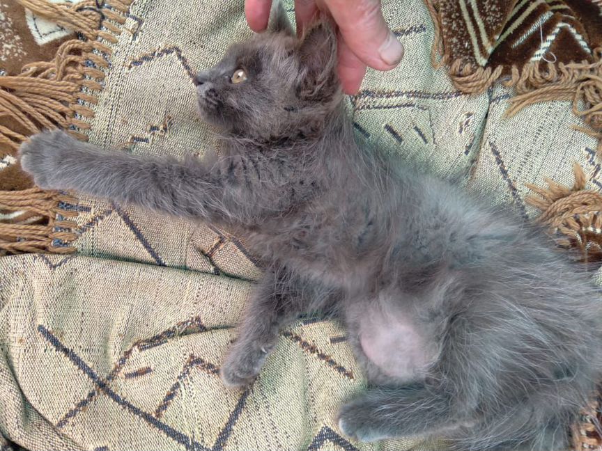 Котенок на грани жизни и смерти. Нужна помощь