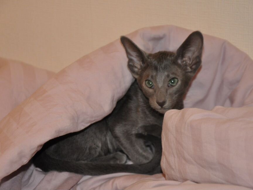 Ориентальный котенок, девочка