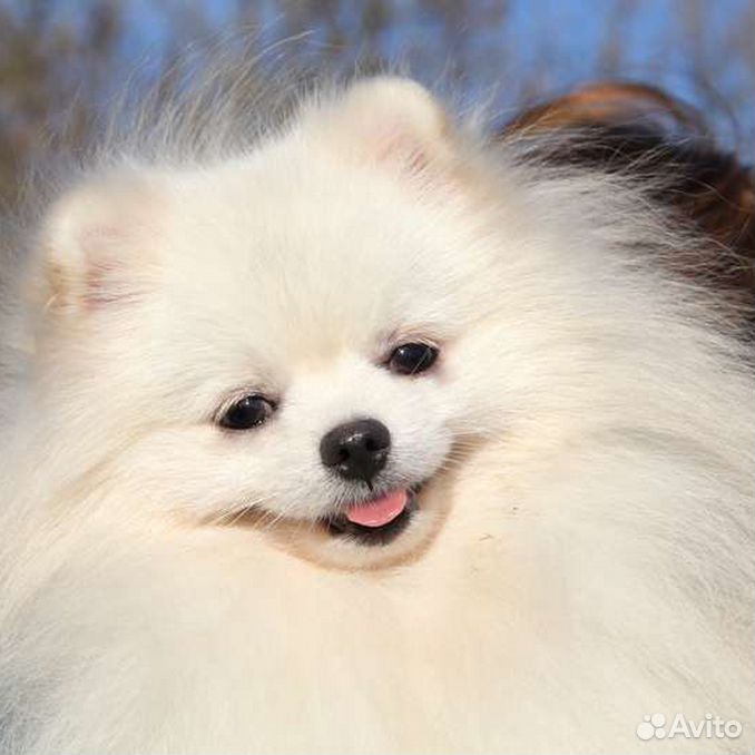 Шикарный белый медвежонок