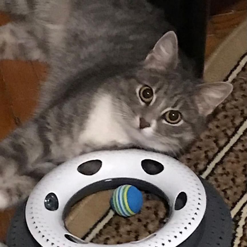 Стерелизованная кошка в добрые руки