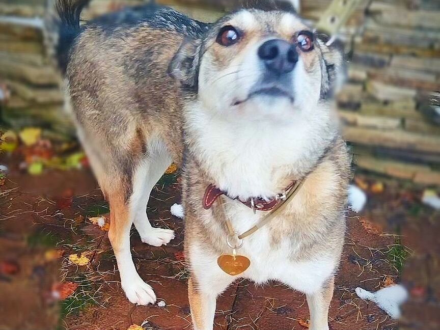 Маленькая собачка с большим добрым сердцем