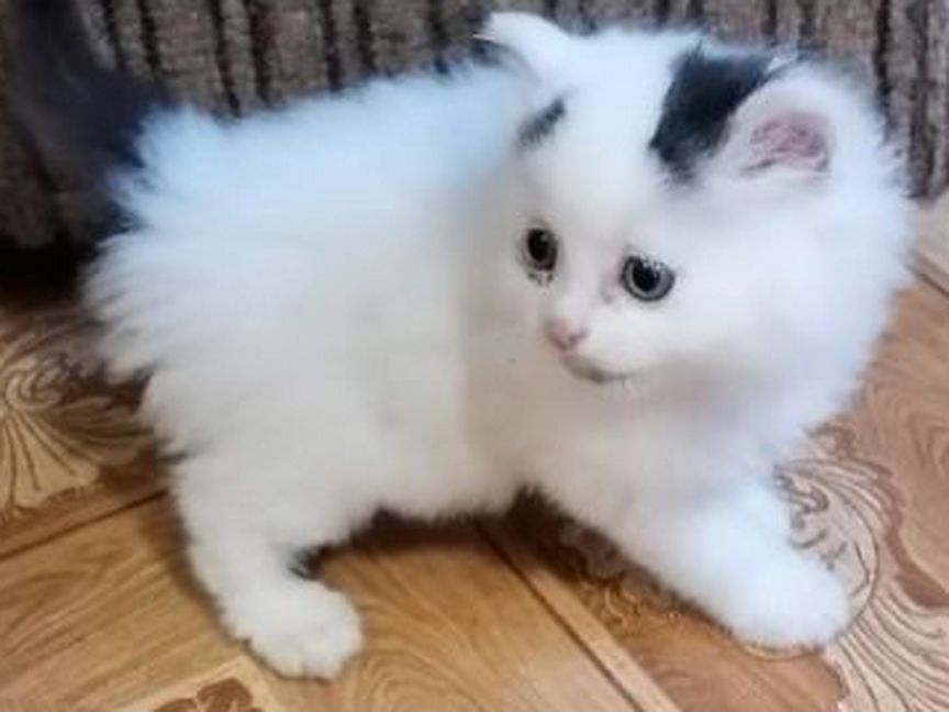 Необычный котёнок