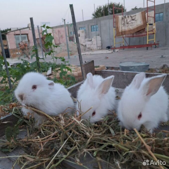 Кролики Колифорния