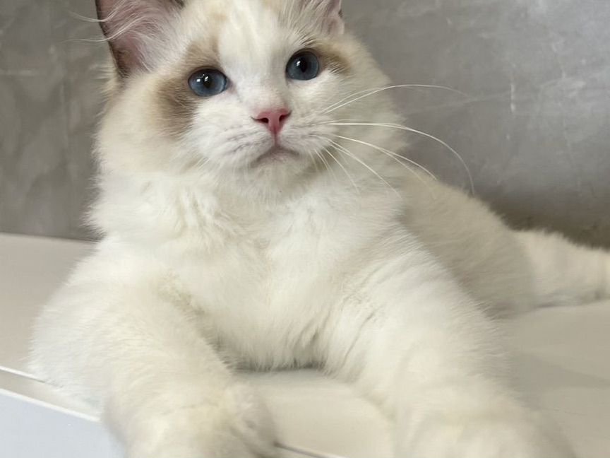 Рэгдолл мальчик Neon