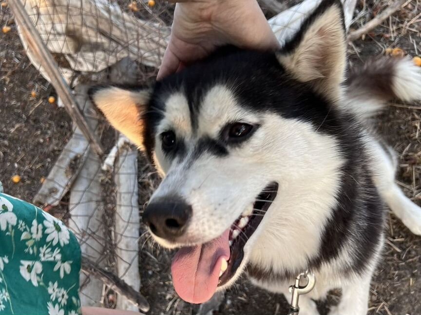Сибирский хаски