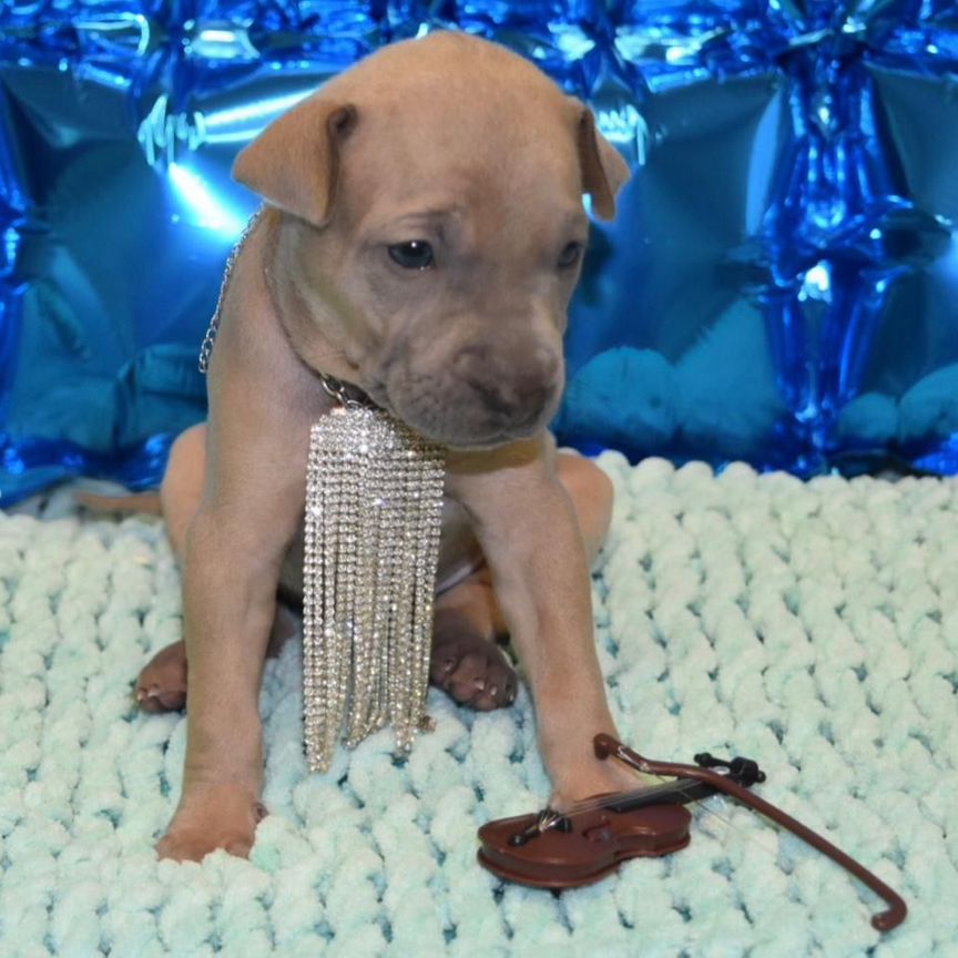 Тайский риджбек