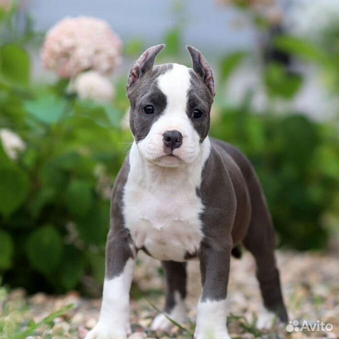 Девочки амстаффа голубого окраса