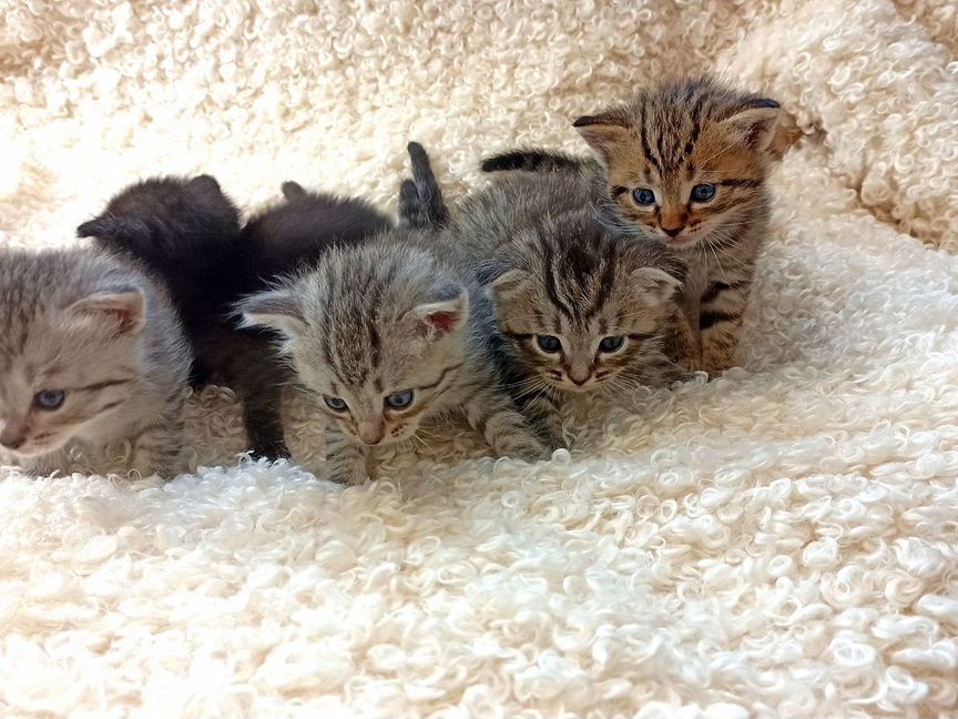 Шотландские котята