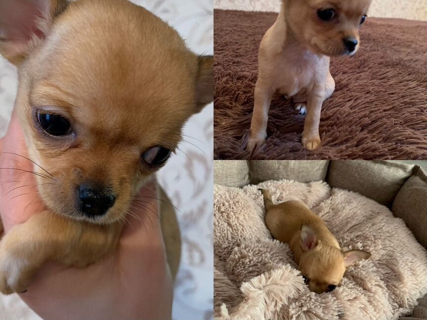 Щенки чихуахуа