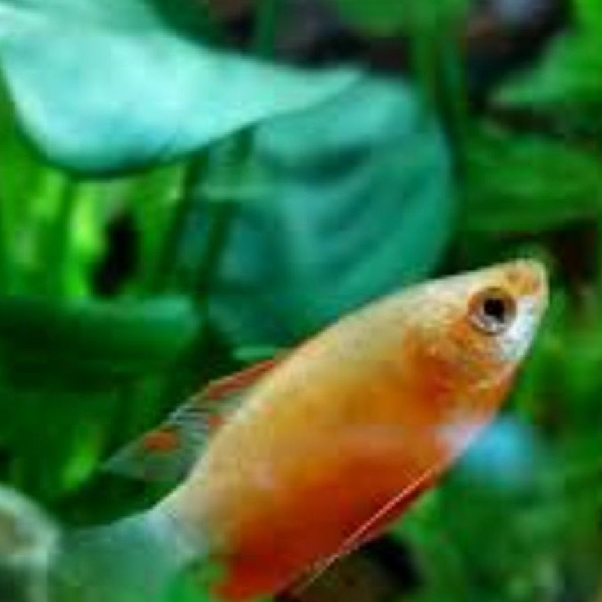 Медово красный гурами