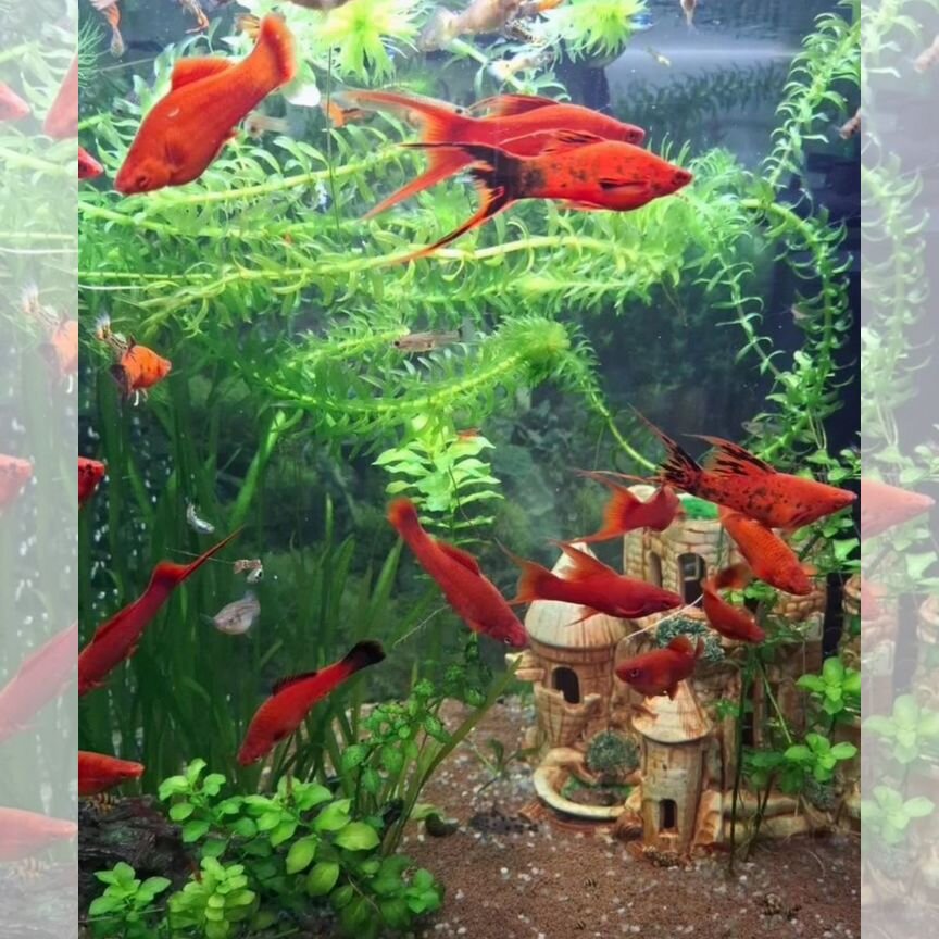 Аквариумные рыбки, меченосцы