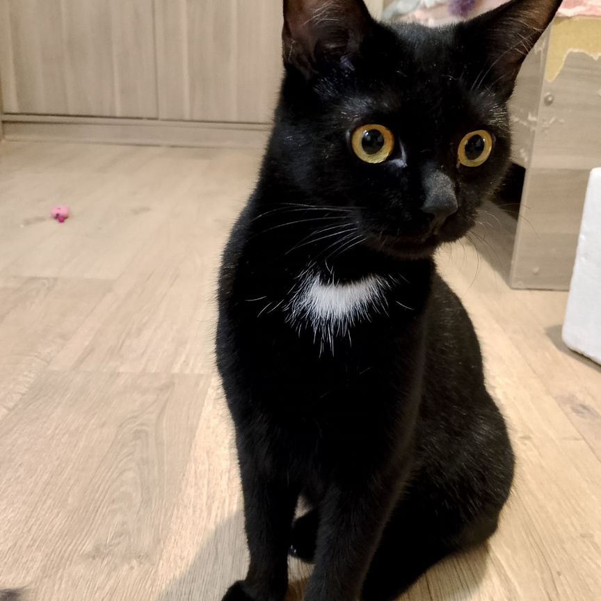 Кошечка 1 год