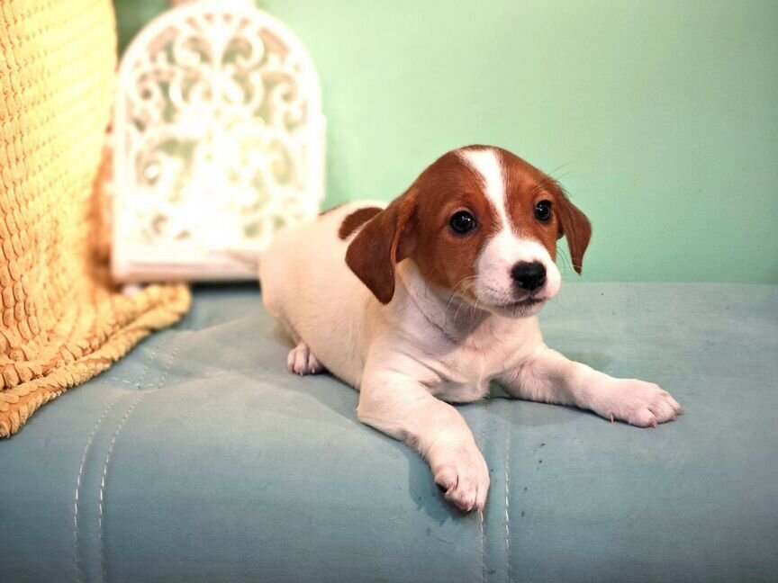 Продаю щенка джек-рассел-терьер