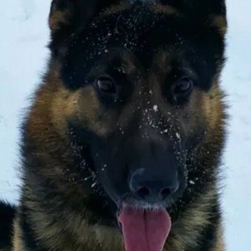 Щенки Немецкой овчарки