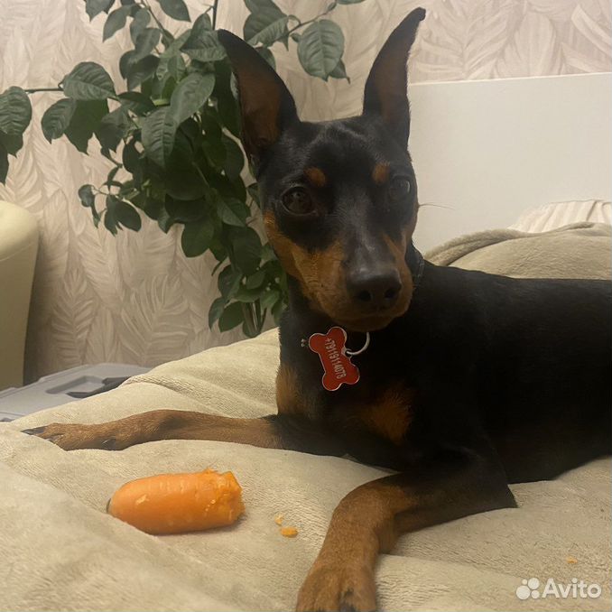 Вязка цвергпинчер