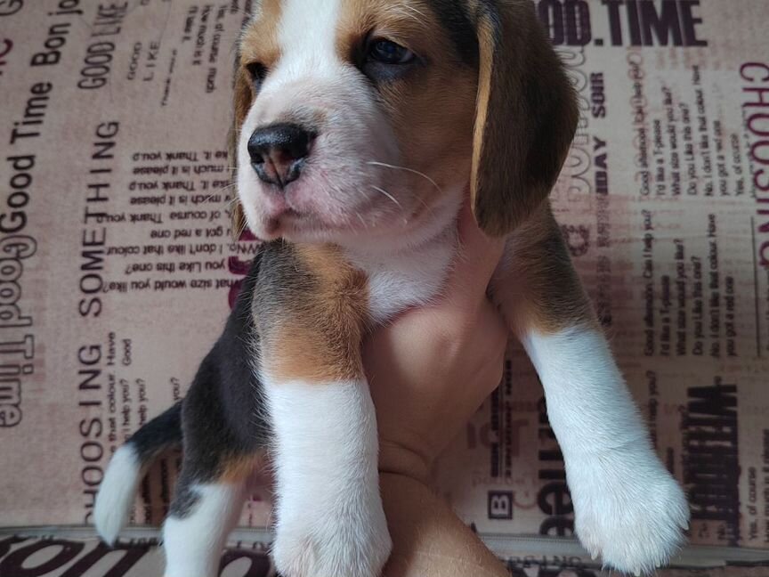 Щенки бигля