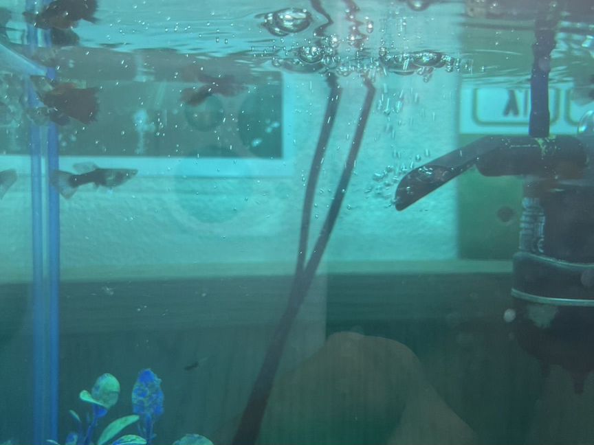 Аквариум с рыбками