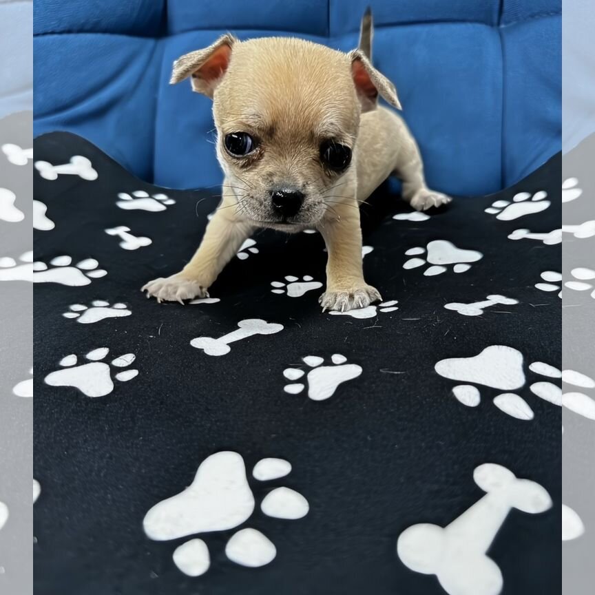 Чихуахуа, щенок