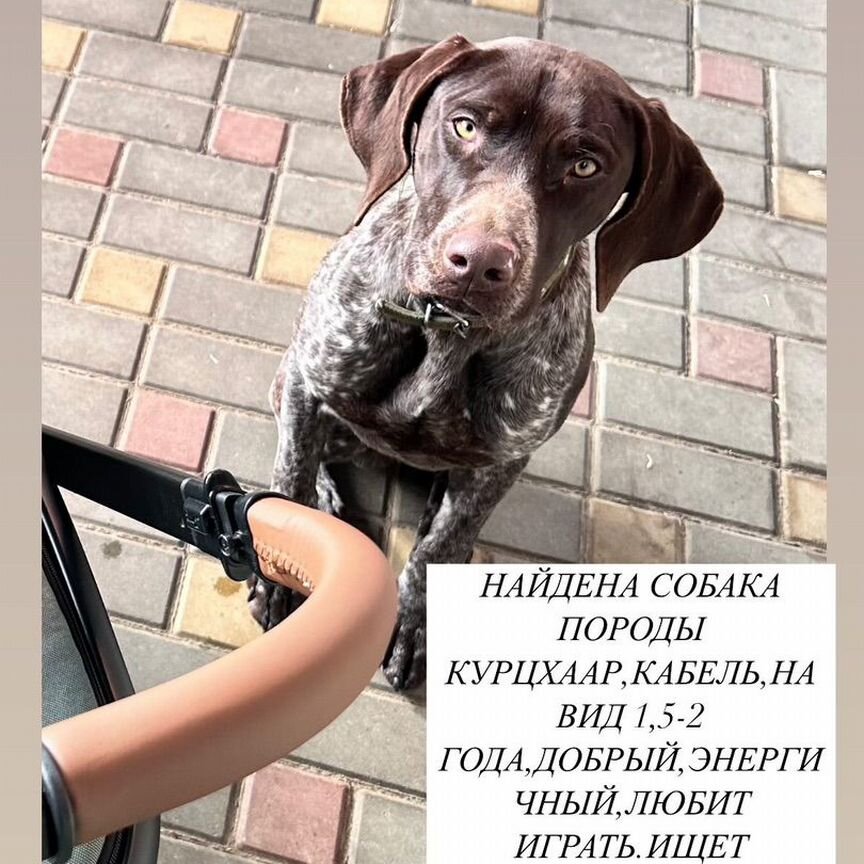 Ищет хозяина