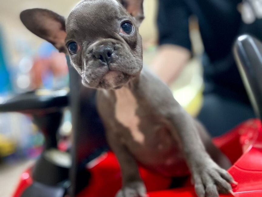 Французский бульдог щенки