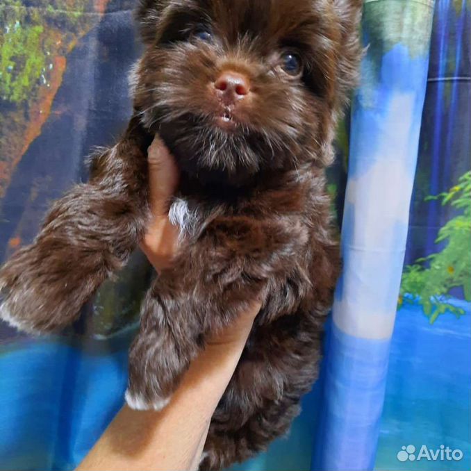 Шоколадная конфетка