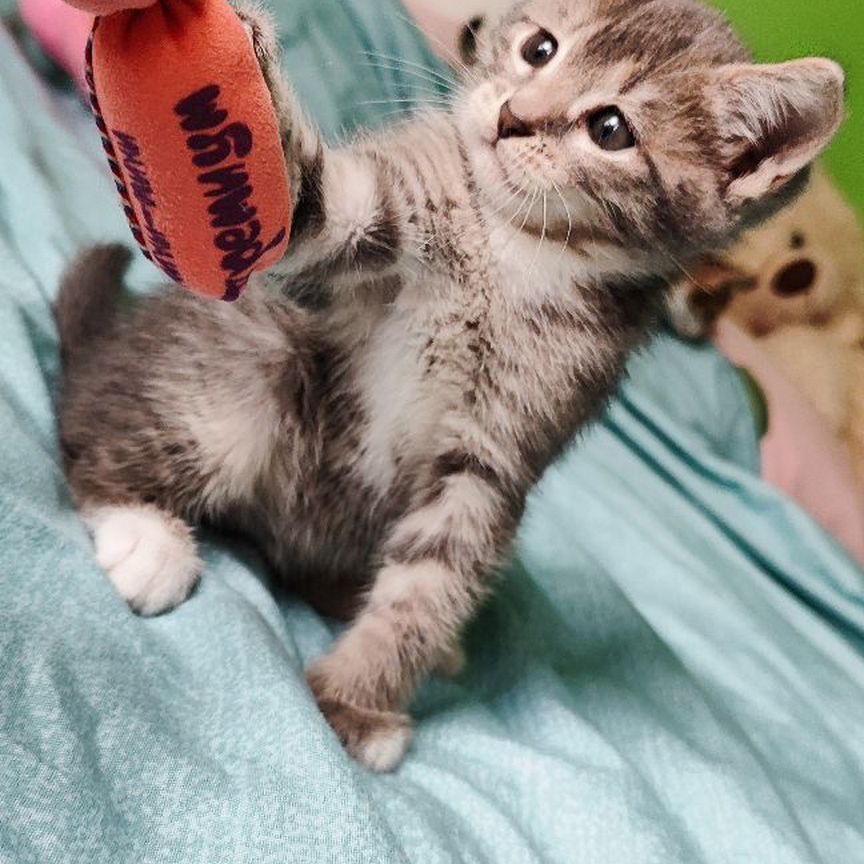 Отдам котёнка в добрые руки